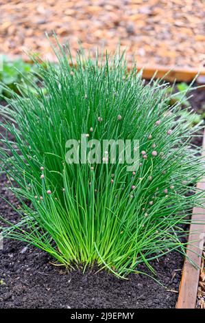 green and wet chive growing in cultivating box Stock Photo - Alamy