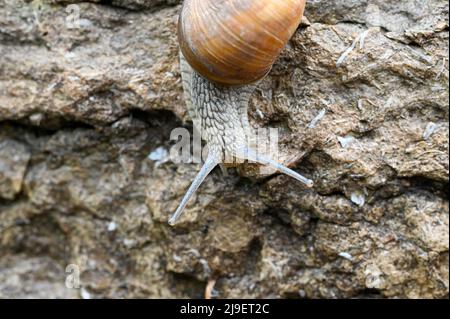 Brown Roman snail on a stone Stock Photo - Alamy