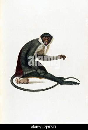 Diana guenon (Cercopithecus diana Stock Photo - Alamy