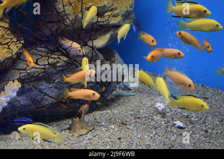 Small bright African fish Labidochromis caeruleus Stock Photo - Alamy