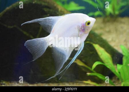 Fresh water planted aquarium with silver angelfish. Angelfish in tank ...