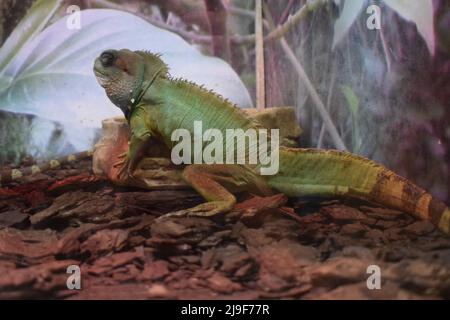 Asian water dragon stands alone, shedding skin on the back. It is a ...