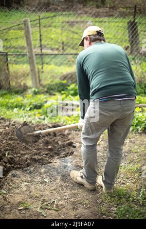 Guy is digging ground. Planting potatoes in Russia. Russian with shovel ...