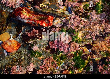 Naturally colored rocks among algae and calcium carbonate in the ocean ...