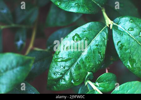 wet green blueberry bushes with a drop of water close up. natural ...