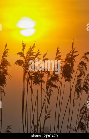 The yellow sunset gifs this reed a beautiful background Stock Photo - Alamy