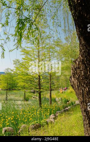 Spring of Boramae park in Seoul, Korea Stock Photo - Alamy