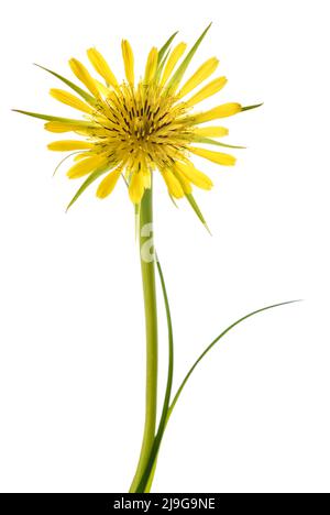 Yellow salsify flower isolated on white background Stock Photo - Alamy