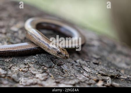 The bite of a Slow Worm (Anguis fragilis). Morsure d'Orvet (Anguis ...