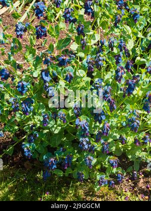 Purple flowers of Cerinthe major 'Purpurascens' in the garden. Summer ...