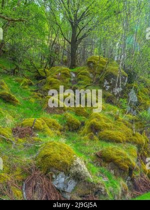 Ariundle Oakwood Nature Reserve, Ardnamurchan Scotland Stock Photo - Alamy