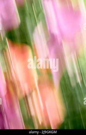 Blurred background of pink and gray colors. Defocused colored ...