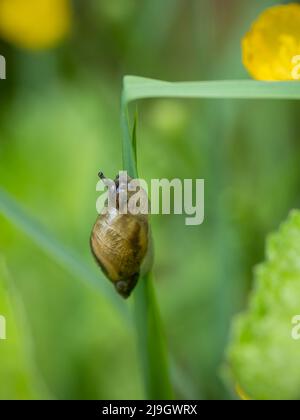 Amber Snail, Succinea putris. A small air-breathing land snail in the ...