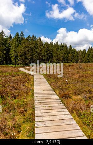 Hike to the high moor near Oberhof in the Thuringian Forest - Thuringia ...