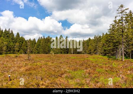 Hike to the high moor near Oberhof in the Thuringian Forest - Thuringia ...