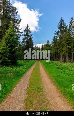 Hike to the high moor near Oberhof in the Thuringian Forest - Thuringia ...