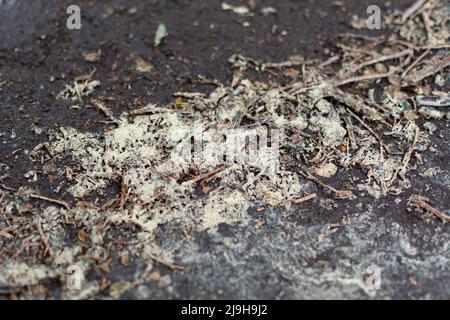 Pollen sediment in a puddle after rain macro photography Stock Photo ...