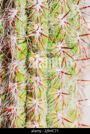 Cactus spiked. Cactus backdround, cacti design or cactaceae pattern ...