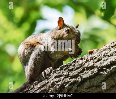 The squirrel with nut sits on tree in the winter or late autumn ...