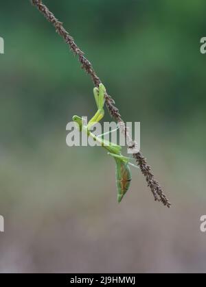 South African praying mantis (Miomantis caffra Stock Photo - Alamy