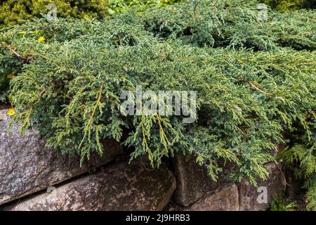 Juniper branches hang over a stone fence in botanical garden. Landscape ...
