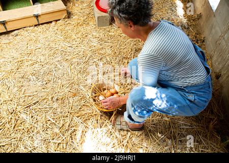 Collecting free-range organic Chicken eggs (Gallus gallus domesticus ...