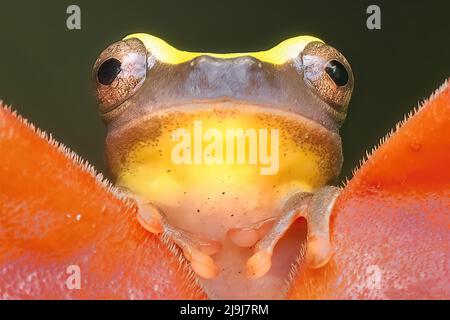 Upper Amazon Treefrog (Dendropsophus bifurcus), female sitting on a ...