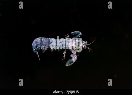 The larval stage of a crustacean photographed at night in 3000 feet of ...