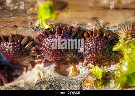Helmet urchins, Colobocentrotus atratus, on a rock by Waimea Bay, North ...