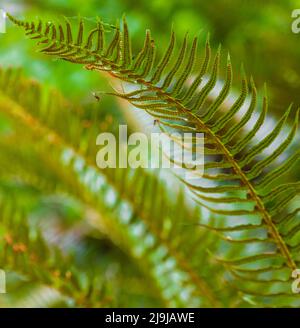 Perfect natural fern pattern. Beautiful background made with young ...