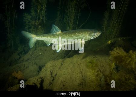 Lake trout underwater spawning in late autumn Stock Photo - Alamy