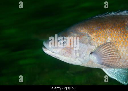 Cunner Fish underwater in the Gulf of St. Lawrence in Canada Stock ...