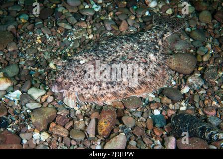 American plaice resting on the bottom of the St. Lawrence River Stock ...