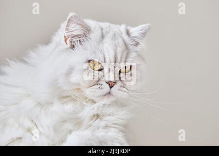 Fluffy british longhair cat close-up portrait looking direct into ...