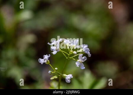 Cardamine trifolia flower in mountains, close up Stock Photo - Alamy