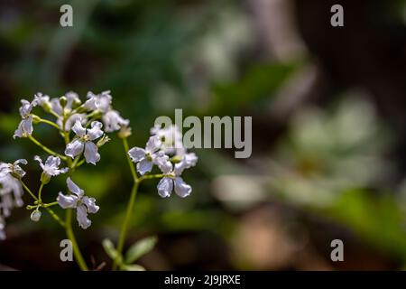Cardamine trifolia flower growing in mountains, close up shoot Stock ...