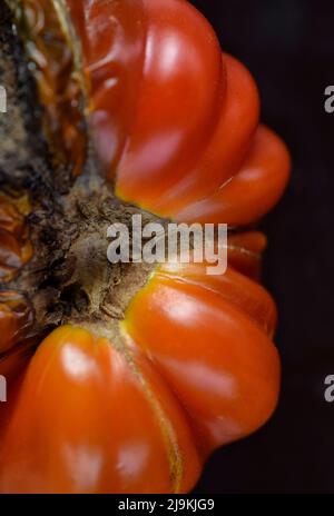 rotten beef tomato Stock Photo - Alamy