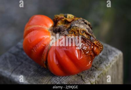 rotten beef tomato Stock Photo - Alamy