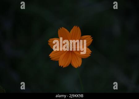 Sri lankan beautiful flower and gurden image for wallpaper and other ...