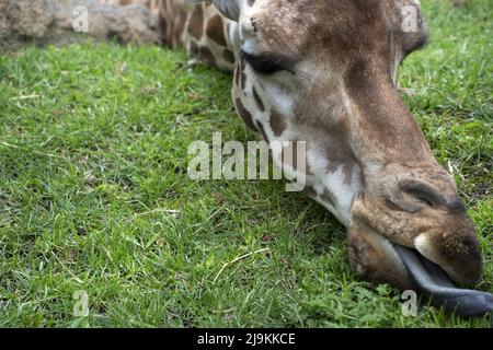 Giraffe tongue close up detail Stock Photo - Alamy
