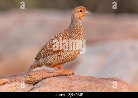 grey francolin or grey partridge or Francolinus pondicerianus family in ...