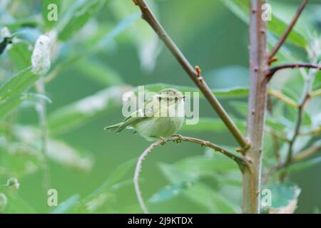 Lemon-rumped warbler (Phylloscopus chloronotus), also known as pale ...