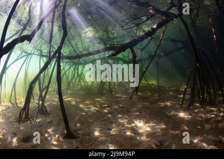 Specialized mangrove roots grow along the shallow coast of a remote ...