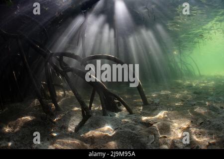 Specialized mangrove roots grow along the shallow coast of a remote ...