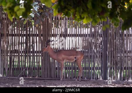 Beautiful and rare African Bongo captured at Dubai Safari Park ...