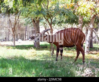 Beautiful and rare African Bongo captured at Dubai Safari Park ...