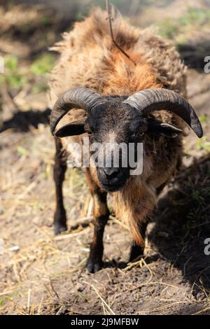 Rams, sheep and goats at the zoo on a summer day Stock Photo - Alamy
