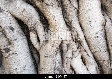 Banyan tree trunk close up, showing detailed texture of the bark for ...