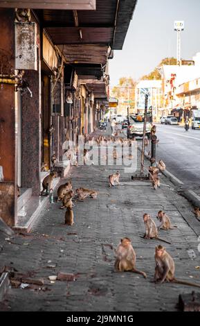 Pra Prang Sam Yod or Phra Prang Sam Yot ruin temple with monkeys, in ...