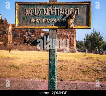 Pra Prang Sam Yod or Phra Prang Sam Yot ruin temple with monkeys, in ...